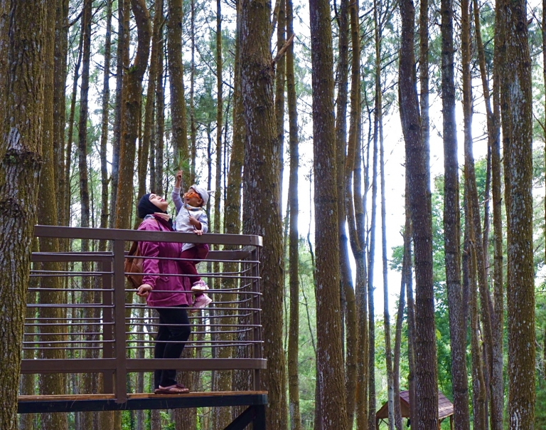 Hutan Pinus Mangunan Tiket Masuk dan Lokasi | Visit-Jogja.com