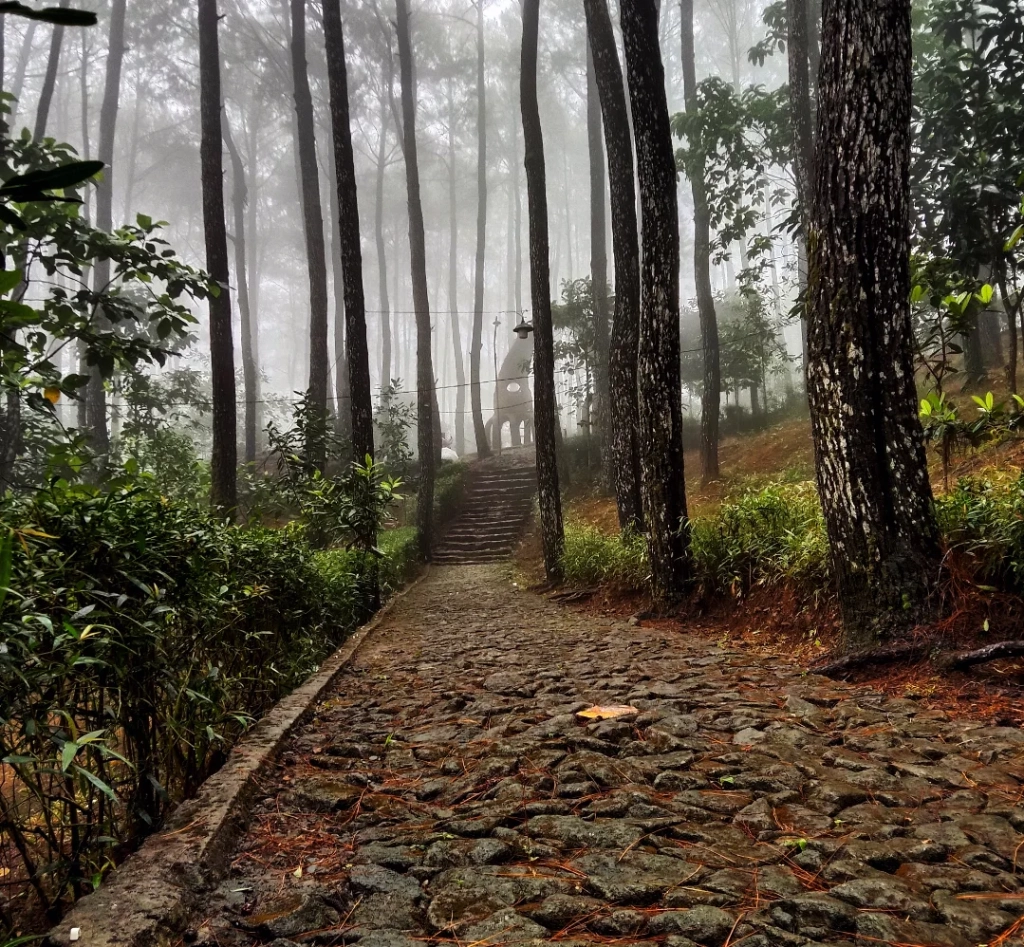 Hutan Pinus Jogja: Tiket, Spot Foto & Rute Terlengkap